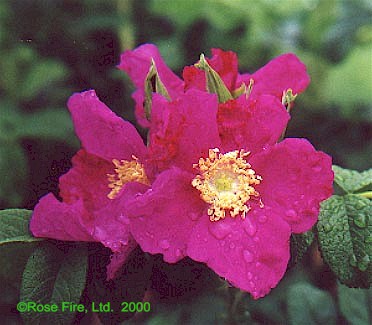 Rosa Rugosa Rubra