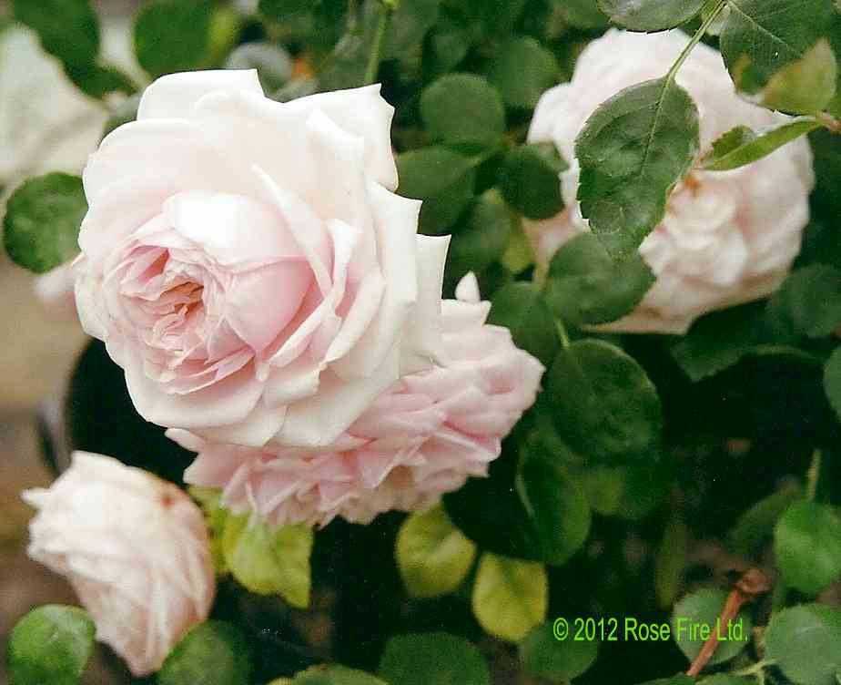 Continuous Blooming Roses